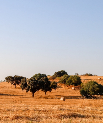 Alentejo: The Tinto & The Ugly© release! news - IndieDB
