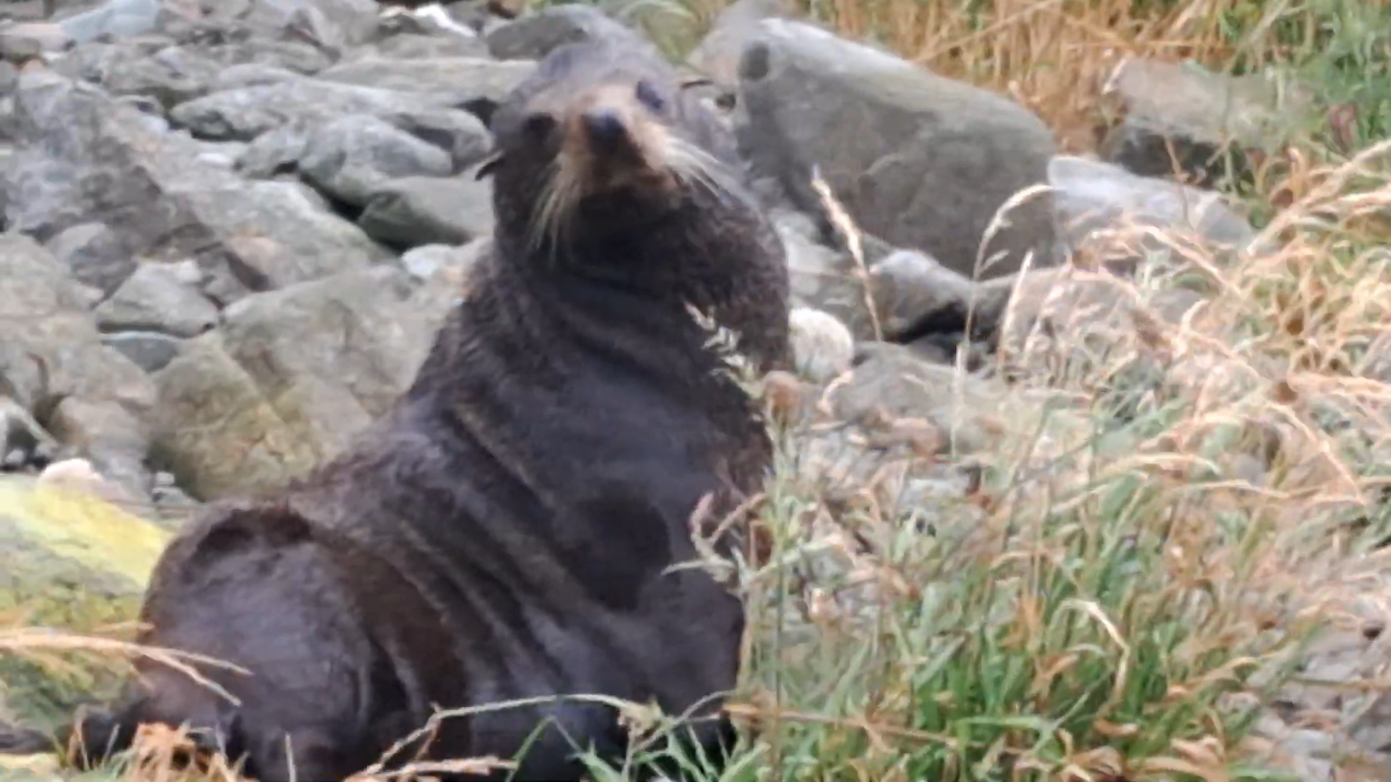 I Dont mess with a Seal, lol. image - THE CLUB BAR - ModDB