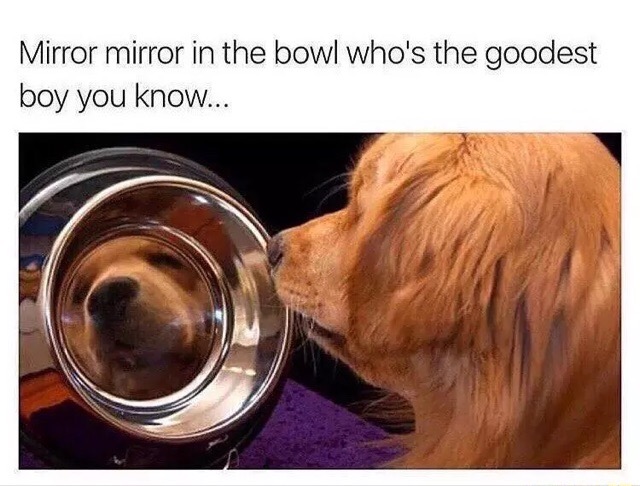 Goodest Boy image - Humor, satire, parody - ModDB