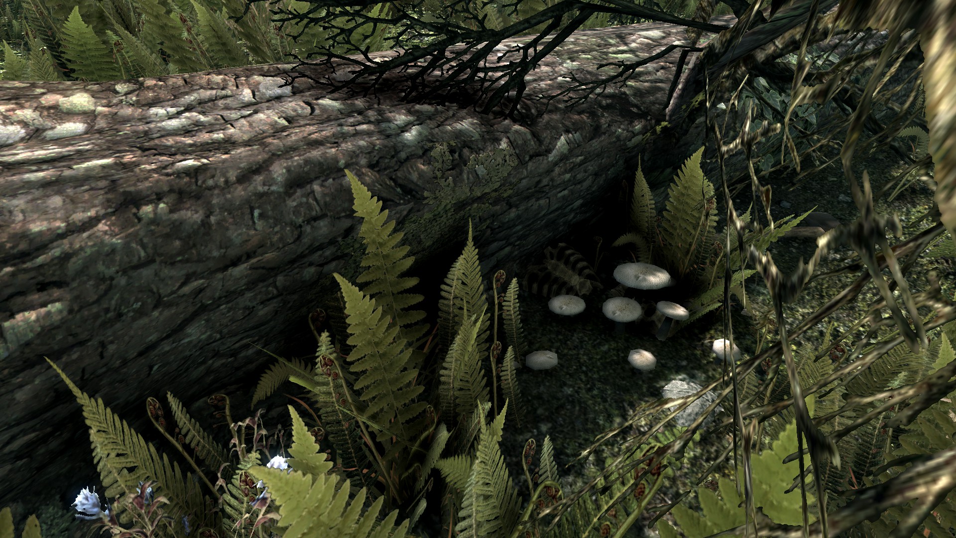 A bit of a forest. image - The Kiern WIP mod for Elder Scrolls V ...